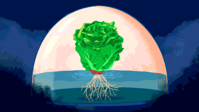 Cuidado con las hidropónicas - Revista Anfibia